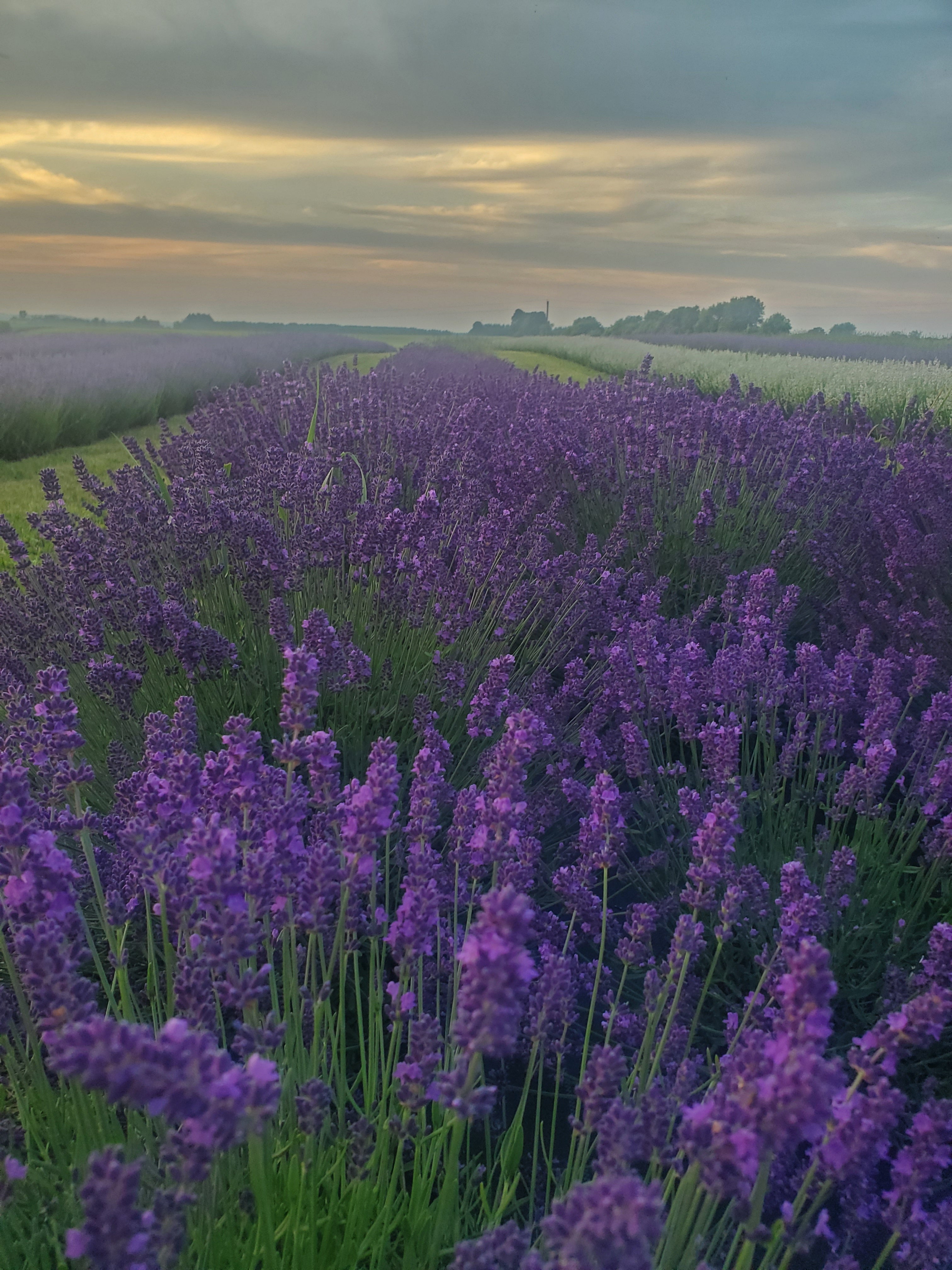 Lavender Field Admission Ticket for Summer 2025 ( June 27- August 10 ...